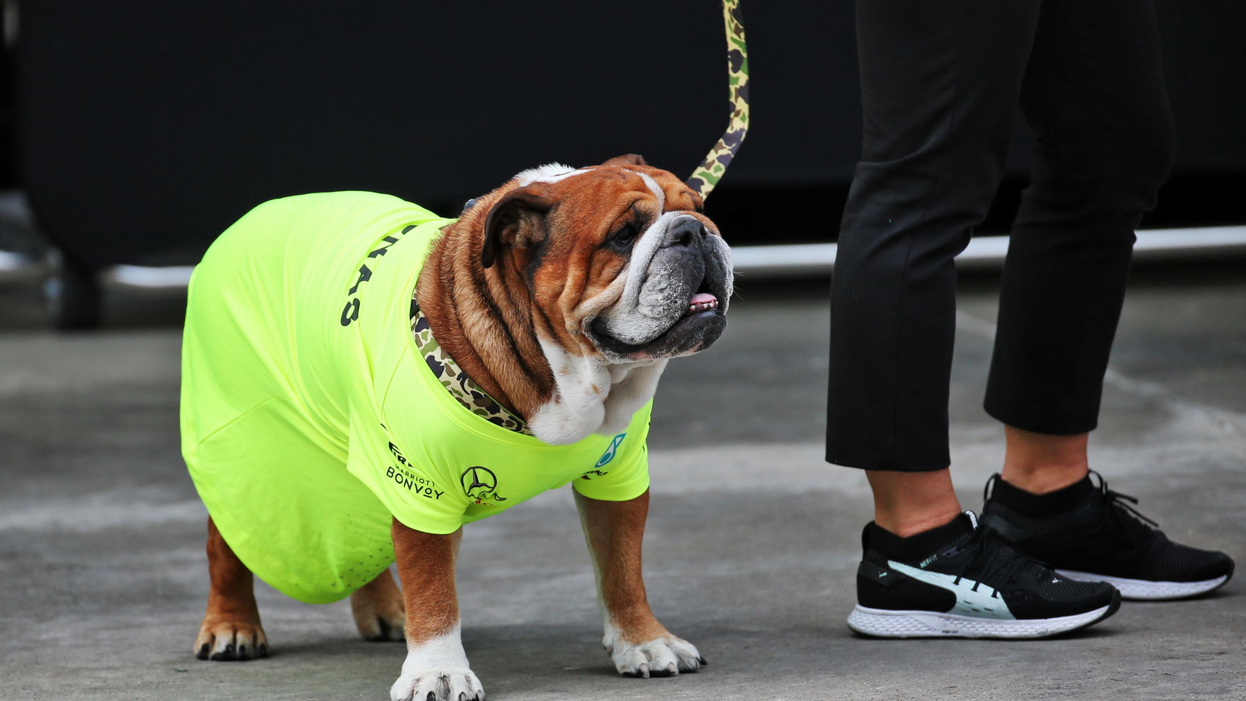 F1 paddock rallies around Lewis Hamilton after Roscoe’s tragic passing ...